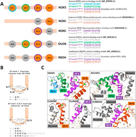 Ef Hand Binding Domain For Calciumdependent Noxs A On The Left Download Scientific Diagram