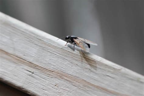 Do Flying Ants Bite Home Remedies And What To Do