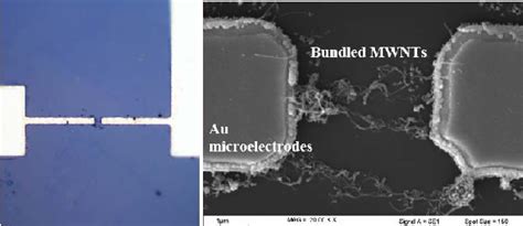 A Photograph Of The Fabricated Array Of Au Microelectrodes On A Si