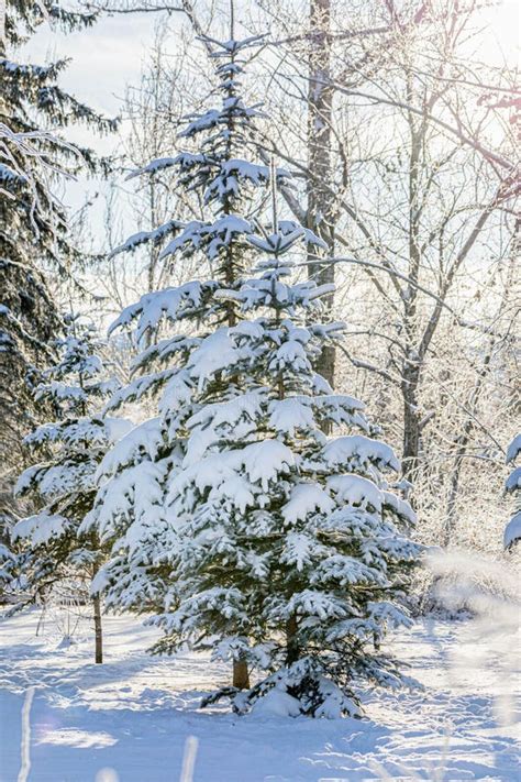 Snowy Young Small Fir Trees In Winter Forest Or Park In Sunny Clear