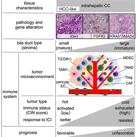 Integration Of Intrahepatic Cholangiocarcinoma Pathology And The Immune