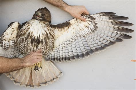 Red Tailed Hawk Fall Migration 2022 The Race To The Straits Mackinac