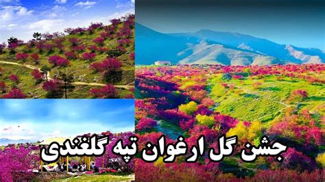 جشن گل ارغوان گل غندی Youtube Music