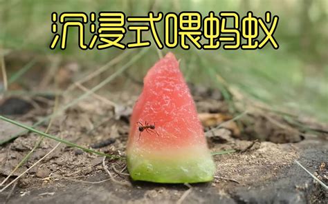 沉浸式喂蚂蚁把一个西瓜放在蚂蚁窝的旁边会发生什么事呢 地野侠 地野侠 哔哩哔哩视频