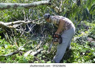 Chainsaw Cutting Trees Images Stock Photos Vectors Shutterstock