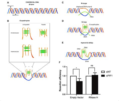 Dsb Repair And Non Canonical Dna Structures A Canonical B Form Download Scientific Diagram