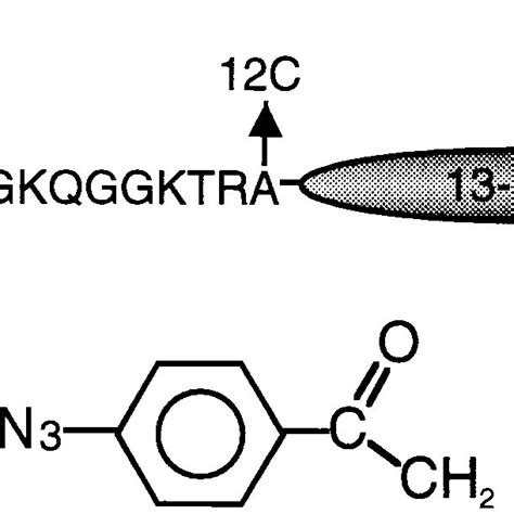 Schematic Of Apb Modification A Position Of Cysteine Substitutions