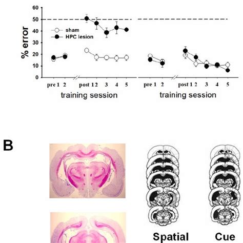 hippocampal activity was necessary for spatial memory but not cue