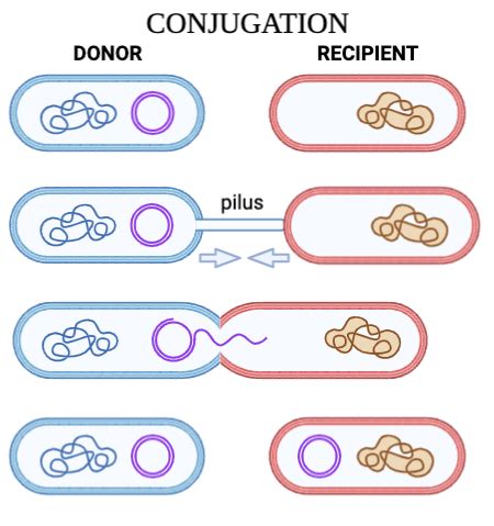 Horizontaler Gentransfer