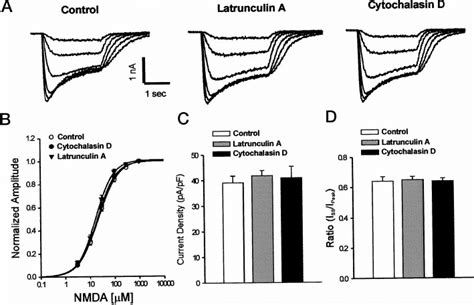 Nmda Evoked Ionic Currents Are Not Affected By The Actin Perturbing