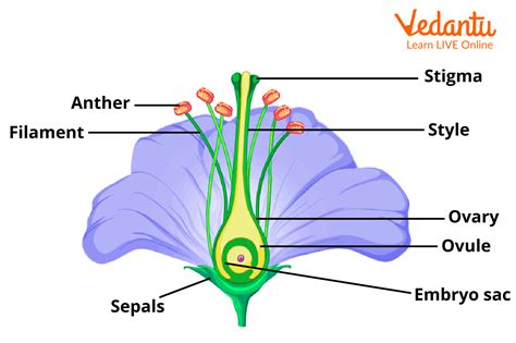 Reproduction In Plants Diagram