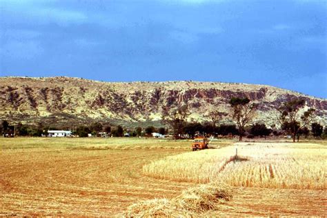 Central Australia Harvests Its First Wheat Crop In More Than 45 Years Abc News