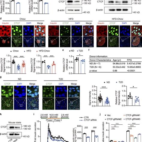 Ctcf Expression Is Downregulated In Islets From Obese And Diabetic Mice Download Scientific