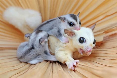20 Sugar Glider Colors And Patterns Explained With Pictures