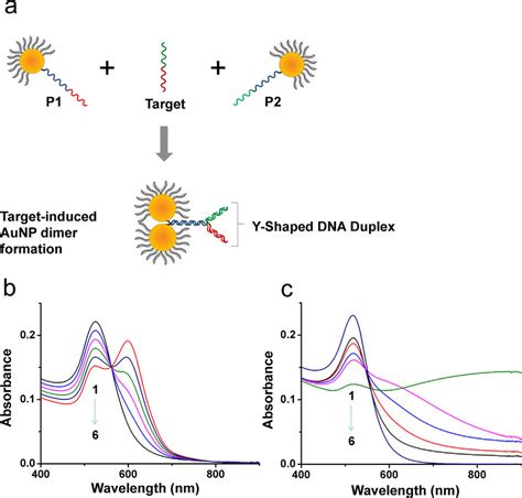 A Schematic Illustration Of The Oriented Colorimetric Biosensor B