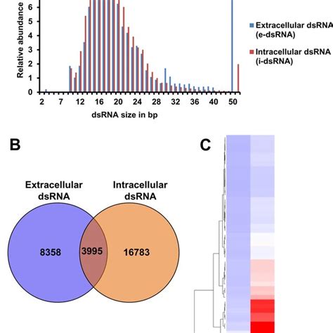 Dynamics In The Dsrna Produced By Tetragenococcus Halophilus