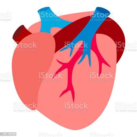 인간의 심장 아이콘 웹 디자인 의학 해부학 클리닉 병원에 대 한 인간의 장기 심장 기호의 평면 벡터 그림 간호사에 대한 스톡 벡터 아트 및 기타 이미지 Istock