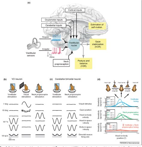 The Vestibular System Multimodal Integration And Encoding Of Self Motion For Motor Control