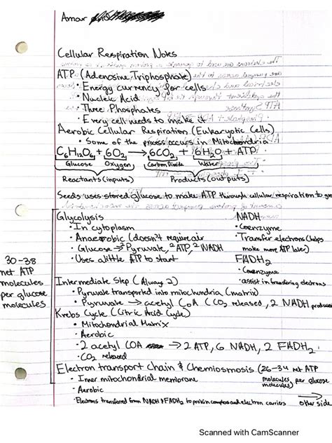 Cellular Respiration Notes Pdf