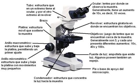 Partes De Un Microscopio Y Su Uso Con ImÁgenes