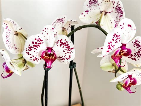 Orchid Care 101 Beginners Guide To Re Potting And Care Build A Cozy Home