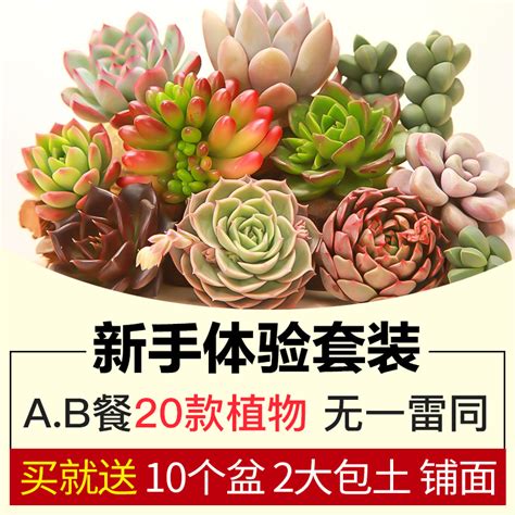 云南多肉植物新手套餐肉肉植物多肉组合绿植盆栽花卉多肉花盆包邮 虎窝淘