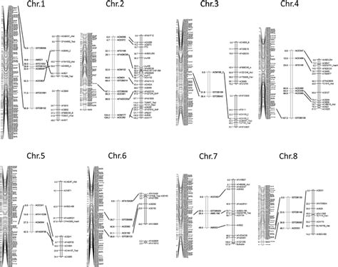 Linkage Maps Left Snp Based Map Including Pcr Based Markers F2