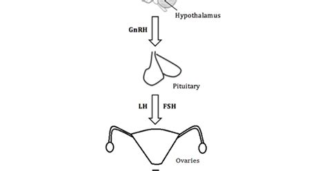 The Hypothalamic Pituitary Gonadal Axis Pathway In Females Image