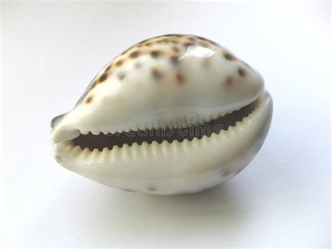 Cockle Shell Picture Image 5444828