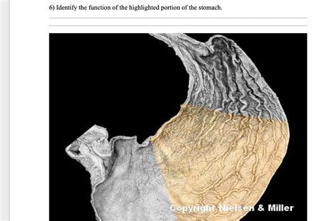 Solved 12 Identify The Function Of The Highlighted Structures Inside
