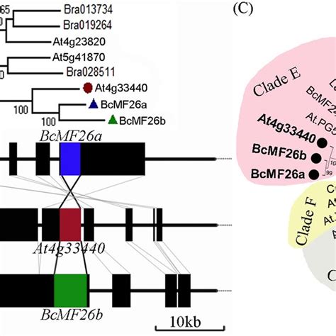 Sequence Characterization And Phylogenetic Tree Analysis A The