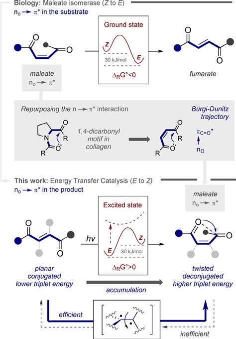 Top The Ze Isomerization Of Maleate To Fumarate Enabled By Maleate