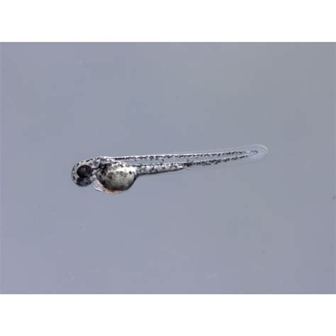 Zeiss Stemi 508 Mit Durchlicht Und Auflicht Mikroskop Centerde