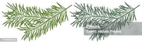 손으로 그린 크리스마스 나뭇 가지의 녹색 실루엣 전나무 가지를 가진 매끄러운 짜임새 가문비나무에 대한 스톡 벡터 아트 및 기타 이미지 가문비나무 겨울 계절 Istock