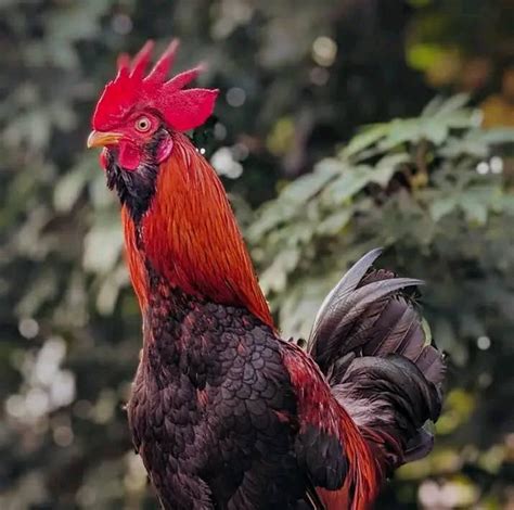 [হাঁস মুরগির ক্রয়বিক্রয় বাজার]