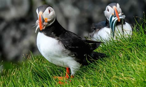 Where Best To See Puffins In Iceland 2023 Packed Again