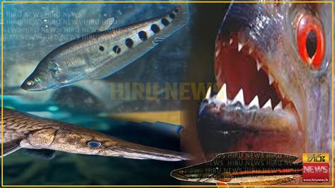 Fishing Ministry Bans Invasive Fish Species Hiru News Srilankas
