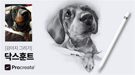강아지 그리기 닥스훈트 아이패드 프로크리에이트 그림 그리기 Youtube
