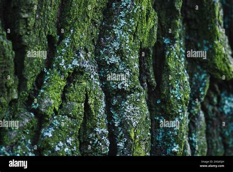 Close Up Old Tree Bark Hi Res Stock Photography And Images Alamy