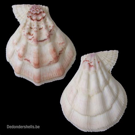 Swiftopecten Swifti 7 De Donder Shells