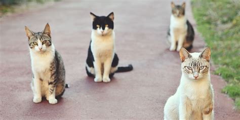 The 10 Friendliest And Nicest Cat Breeds In The World