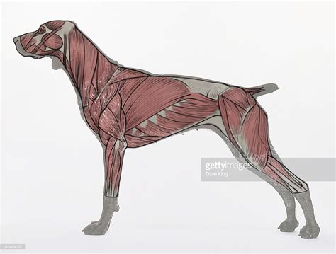 Dog Anatomy Drawing At Explore Collection Of Dog