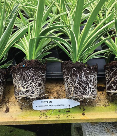 Research Peat Substrate Has Up To Seven Times Less Overall