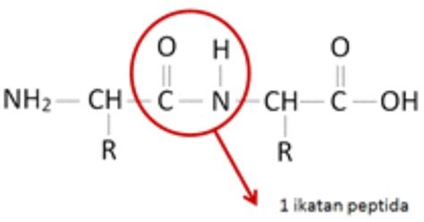 Asam Amino Peptida Dan Protein ~ Nobodys Perfect