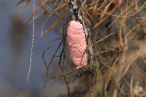 Natures Egg Shells And Snail Eggs In Rice Farm Photo Background And Picture For Free Download