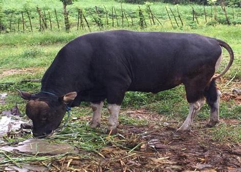 Sistem Perkawinan Pada Sapi