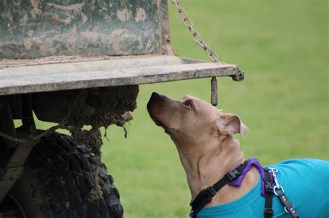 Scent Detection Positivelypawesome