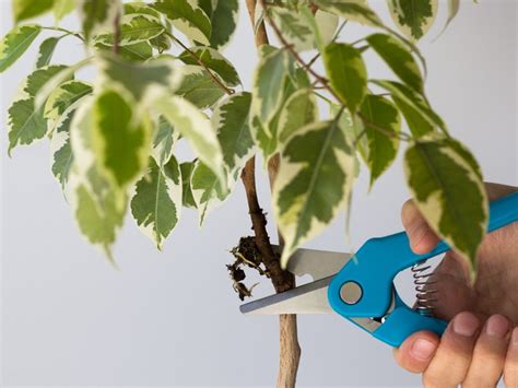 How To Propagate Weeping Fig Tree Ficus Benjamina Propagation Tips