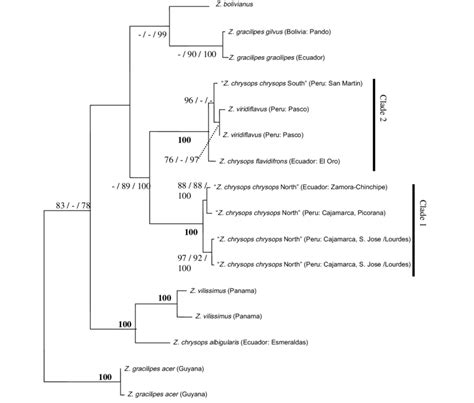 Maximum Parsimony Mp Bootstrap Tree Outgroup Not Shown Numbers At
