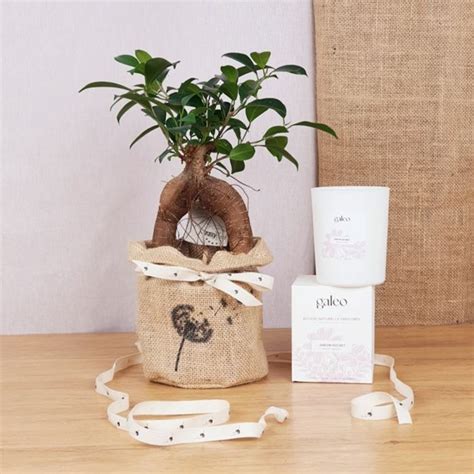 Coffret un bonsaï ginseng et sa bougie Nature Découvertes